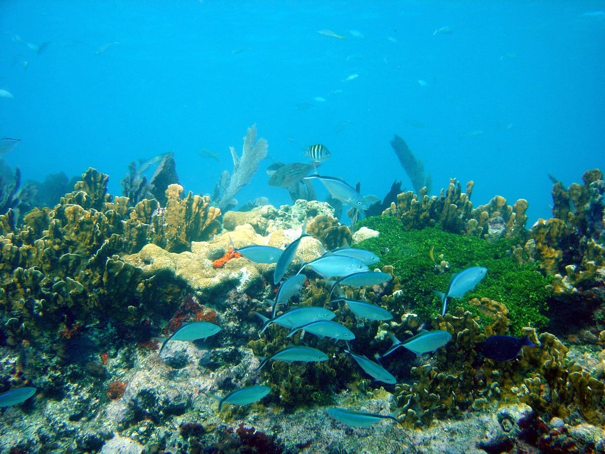 What is Florida Known For? (17 Facts It's Famous For)