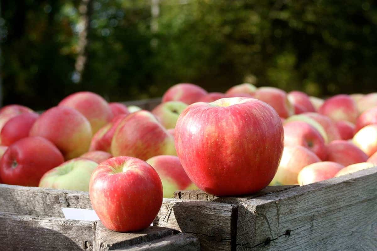 What is Michigan Known For? (18 Things It’s Famous For)