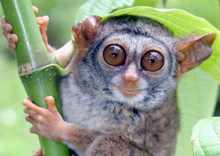 What is the Philippines Known For? (19 Things It's Famous For)