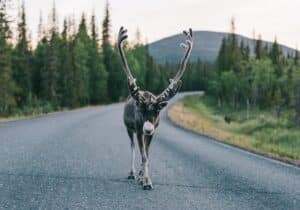 What is Finland Known For? (15 Things It's Famous For)