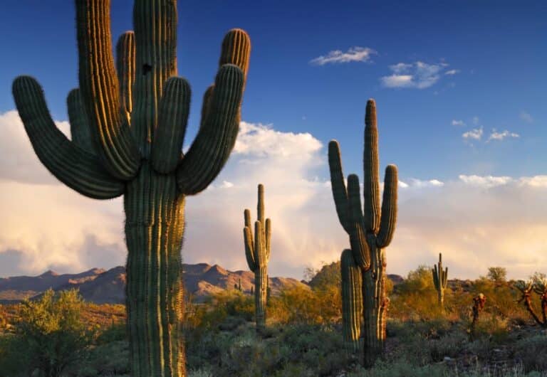 What Is Arizona Known For? (15 Things It's Famous For)
