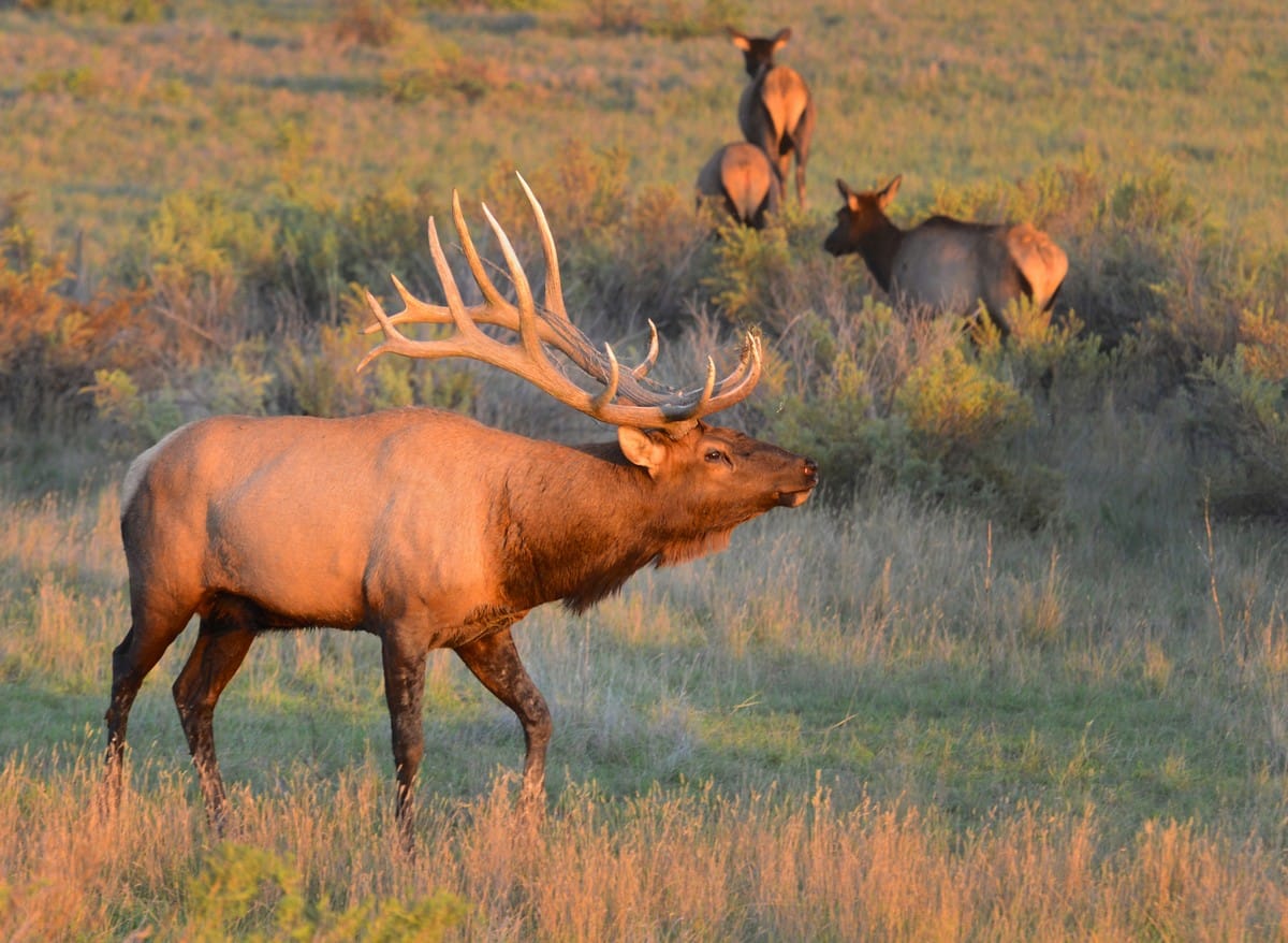 What Is Montana Known For? (16 Things It's Famous For)