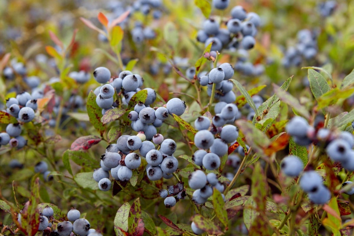 What Is Maine Known For? (16 Things It's Famous For)