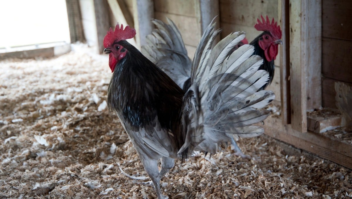 What is Delaware Known For? (15 Things It's Famous For)