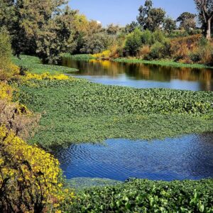 What is Modesto Known For? (19 Things It's Famous For)