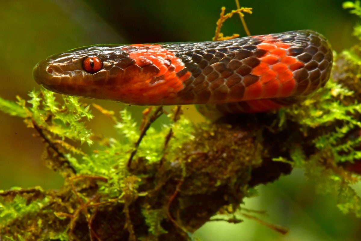 What is Bolivia Known For? (16 Things It's Famous For)