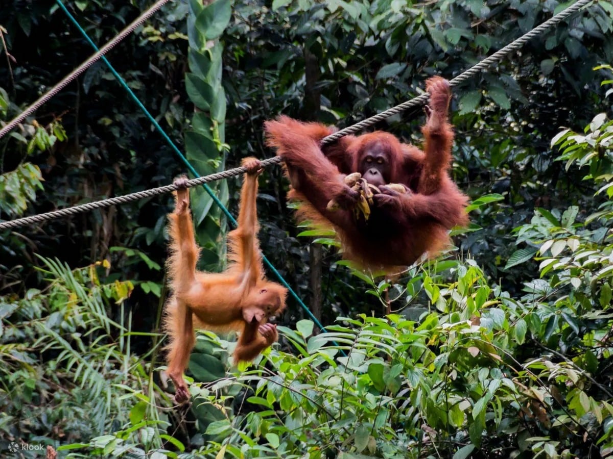 What is Malaysia Known For? (19 Things It's Famous For)