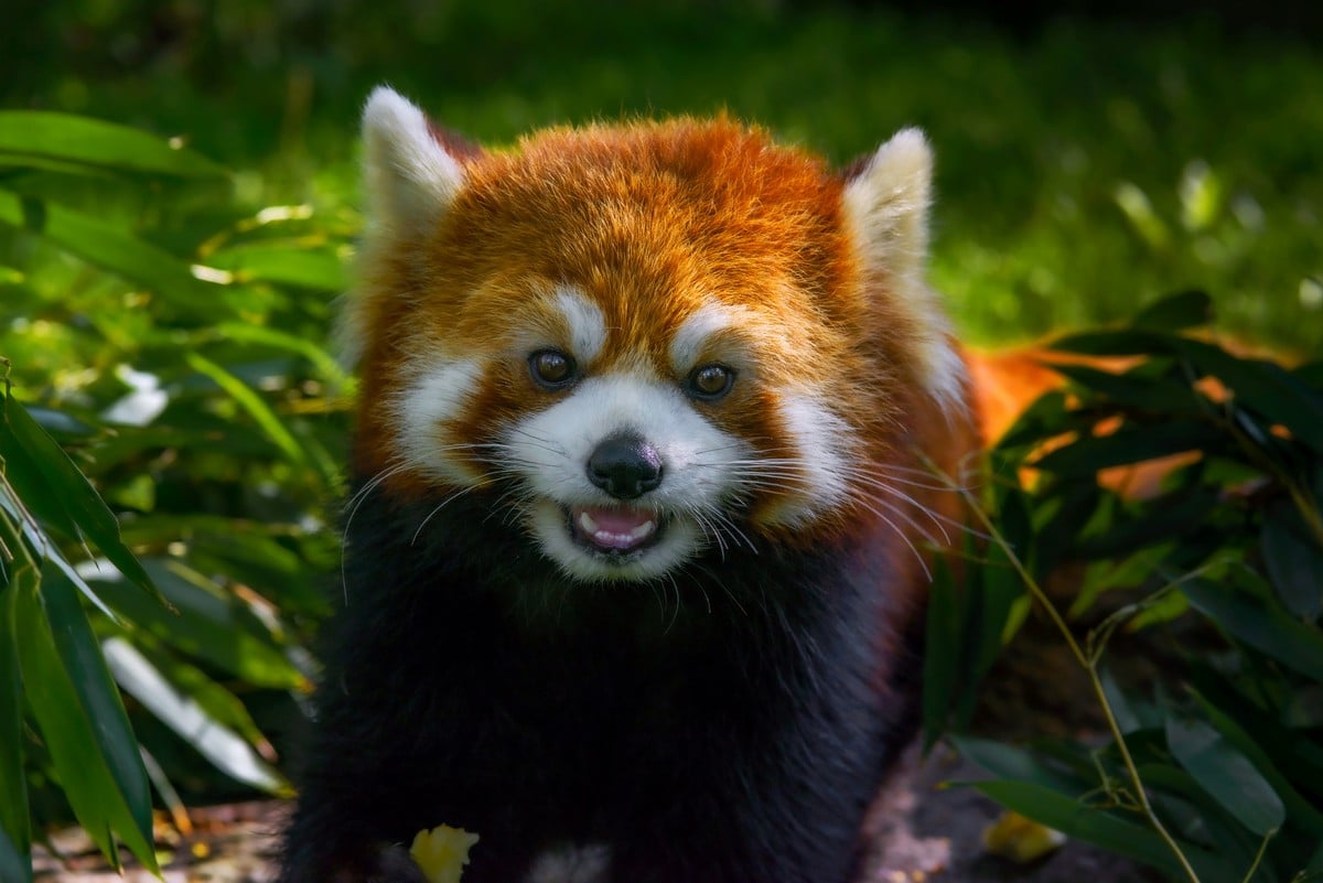 What is Toronto Known For? 17 Things It's Famous For)