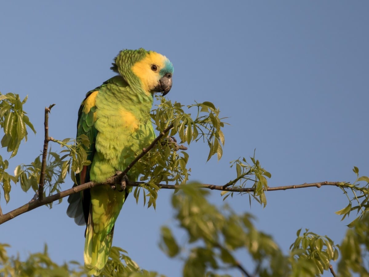 What is Paraguay Known For? (18 Things It's Famous For)