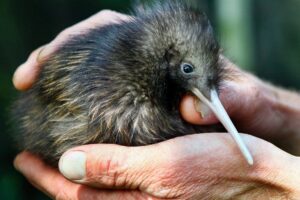 What is New Zealand Known For? (17 Things It's Famous For)